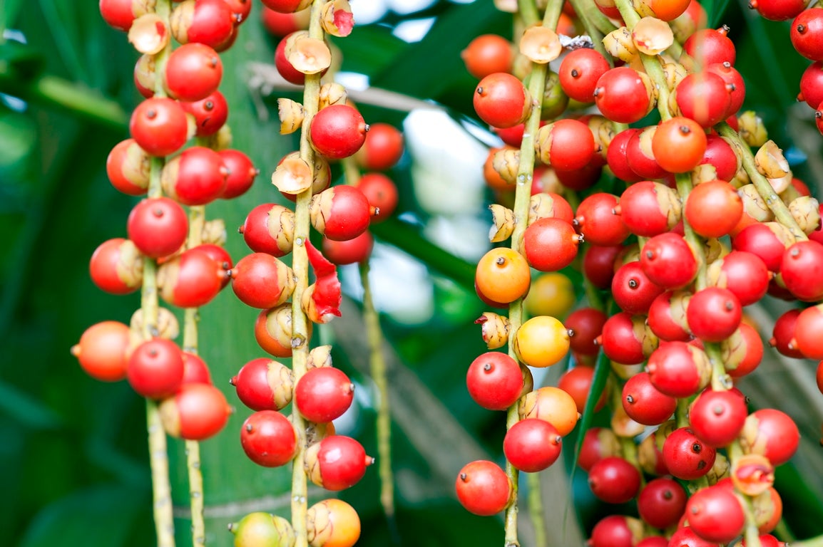 A Fresh View of our Palm Oil Derivative Journey | The Clorox Company