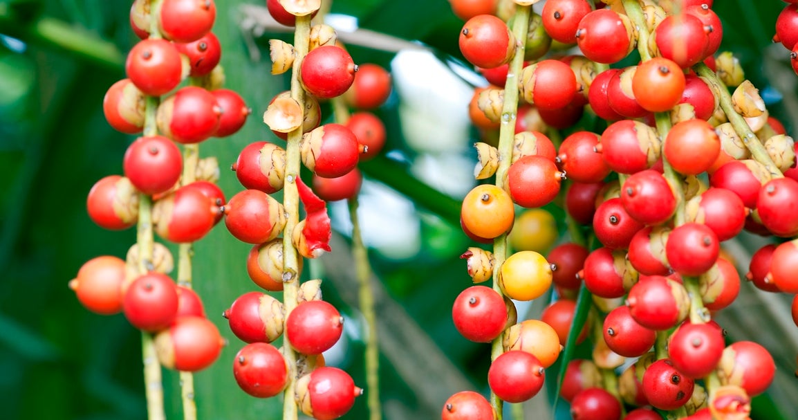 A Fresh View of our Palm Oil Derivative Journey | The Clorox Company